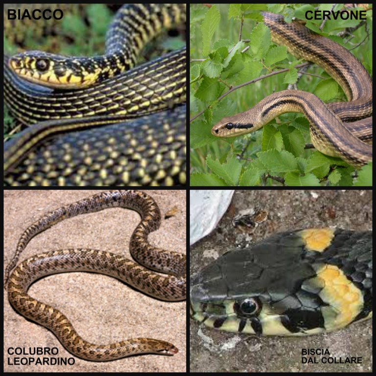 A short guide to Mt Etna's snakes