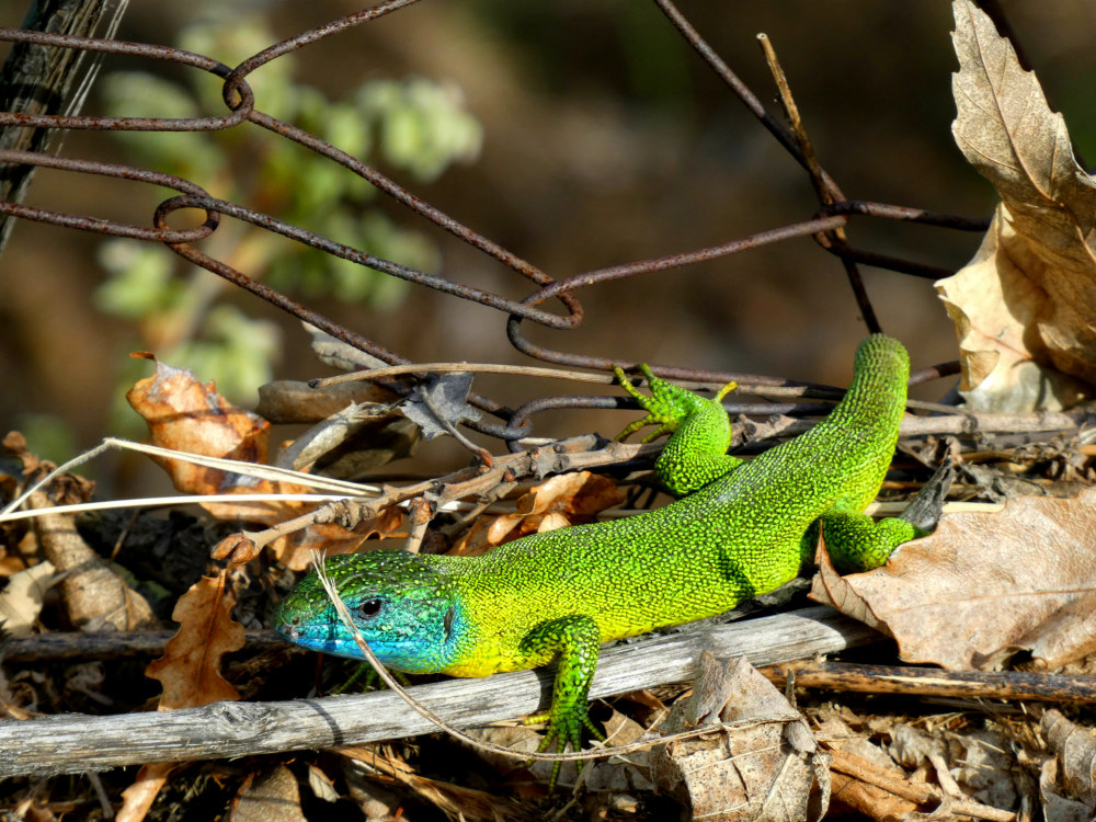 Mount Etna’s animals 4: the green lizard and Tiraciàtu